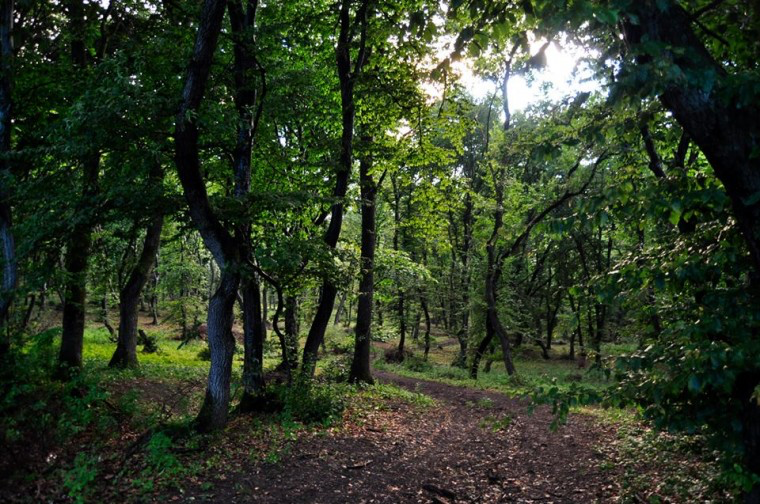 February 2025 – Petra Ungvari